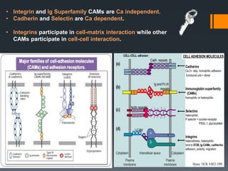 Cell adhesion molecules | PDF