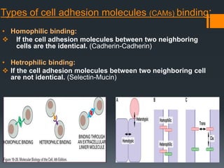Cell adhesion molecules | PDF