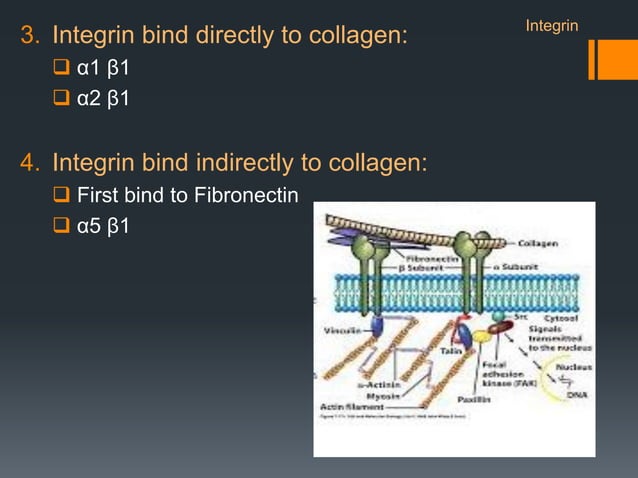 Cell adhesion molecules