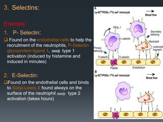 Cell adhesion molecules | PPT