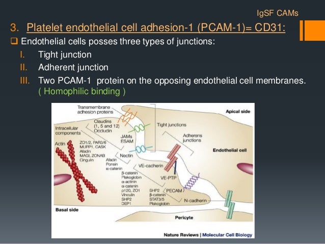 Cell adhesion molecules