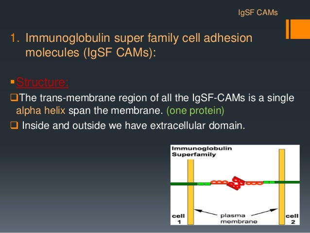 Cell adhesion molecules