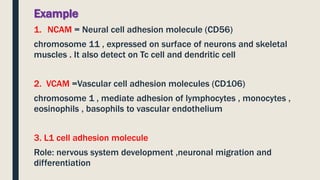 Cell adhesion molecules | PPTX