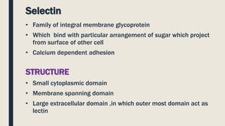 Cell adhesion molecules | PPTX