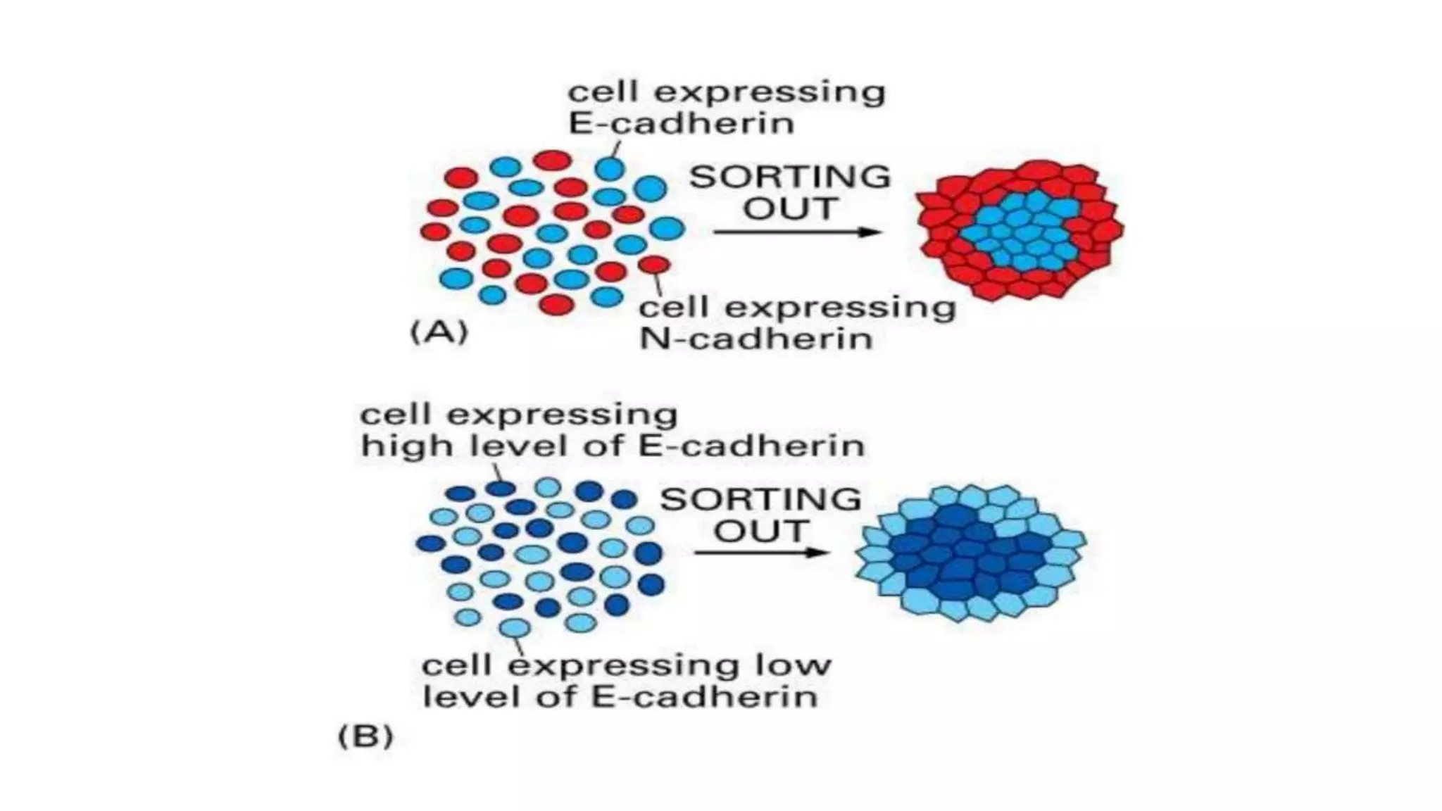 Cell adhesion molecules | PPTX