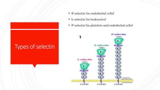 Cell adhesion molecules | PPTX