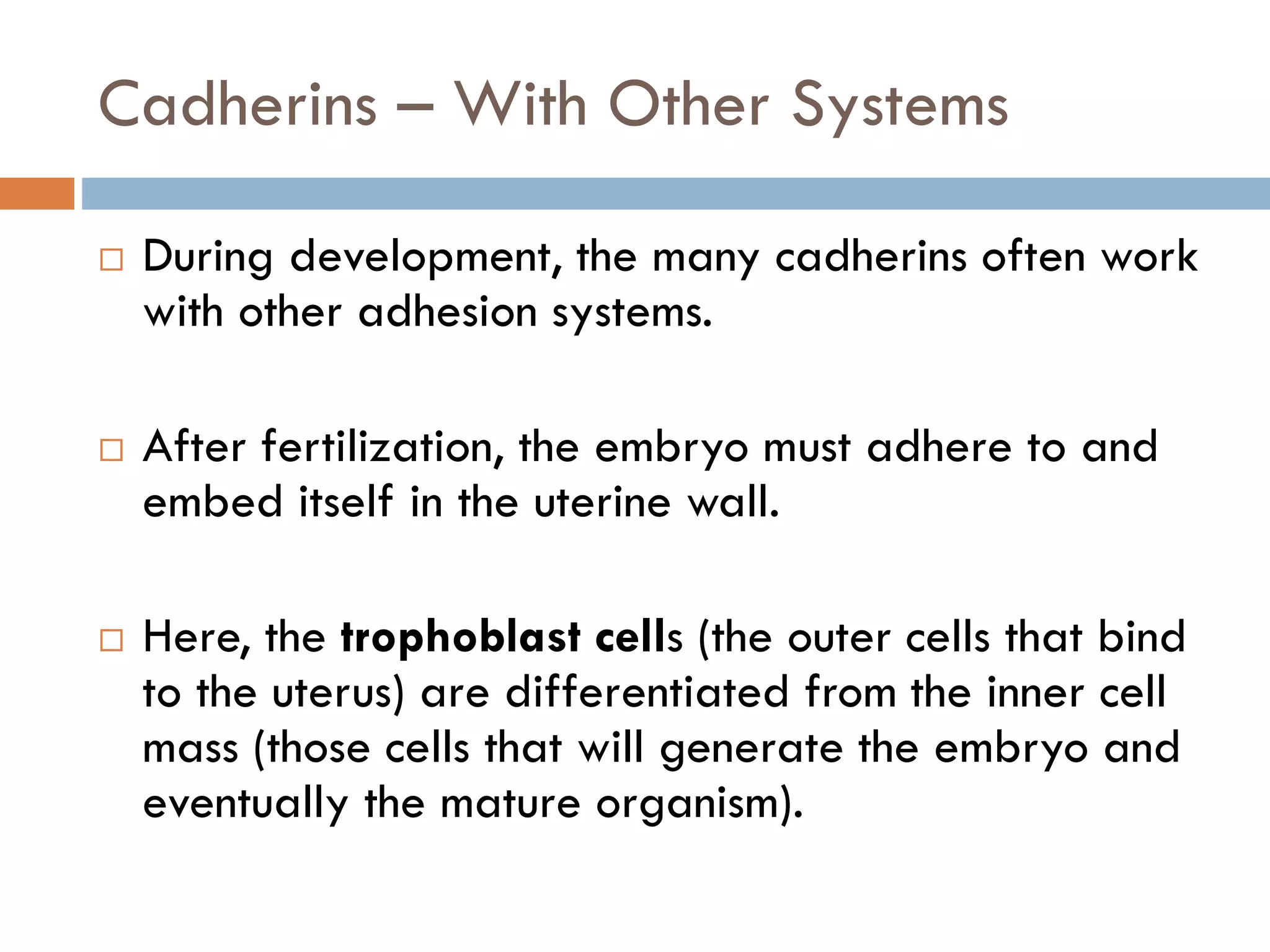 Cell Adhesion Molecules | PDF