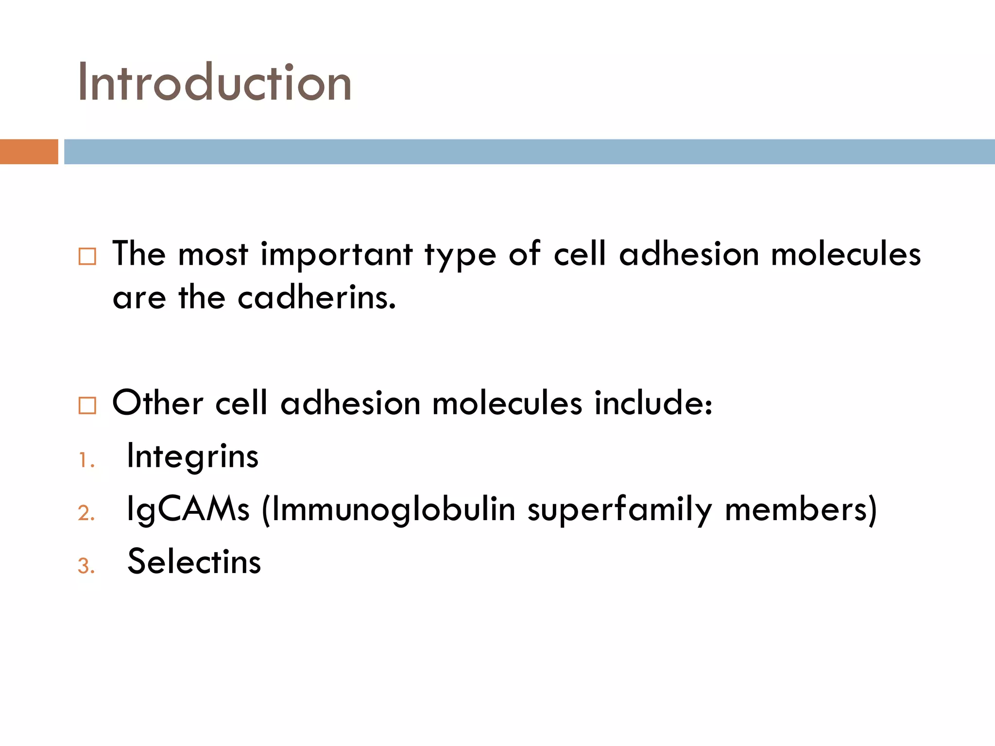 Cell Adhesion Molecules | PDF