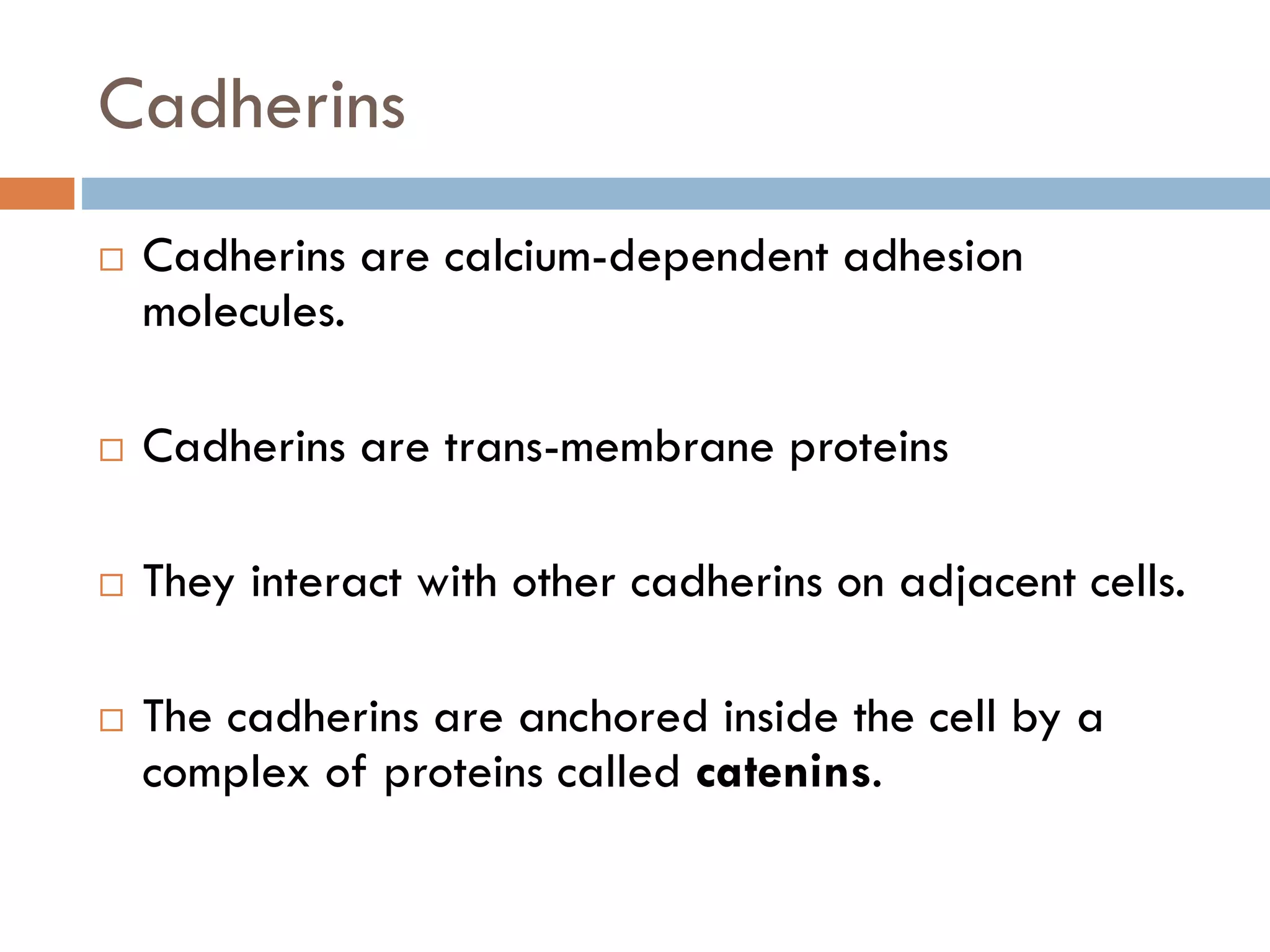 Cell Adhesion Molecules | PDF