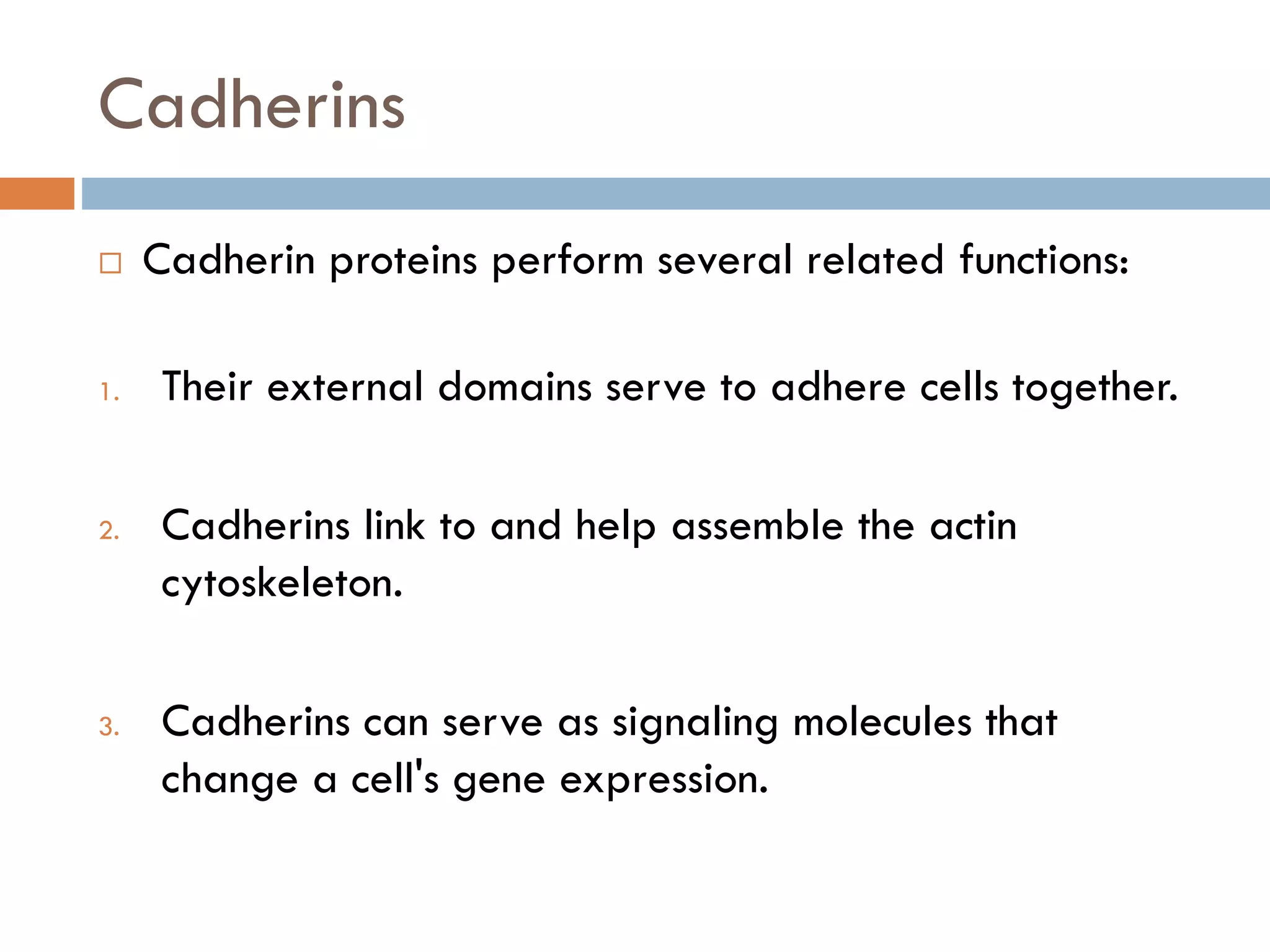 Cell Adhesion Molecules | PDF