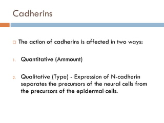 Cell Adhesion Molecules | PDF