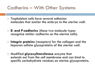 Cell Adhesion Molecules | PDF