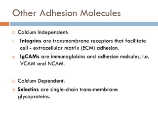 Cell Adhesion Molecules | PDF