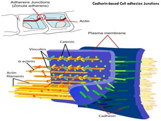 Cell Adhesion Molecules | PDF