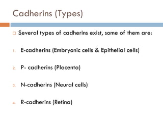 Cell Adhesion Molecules | PDF