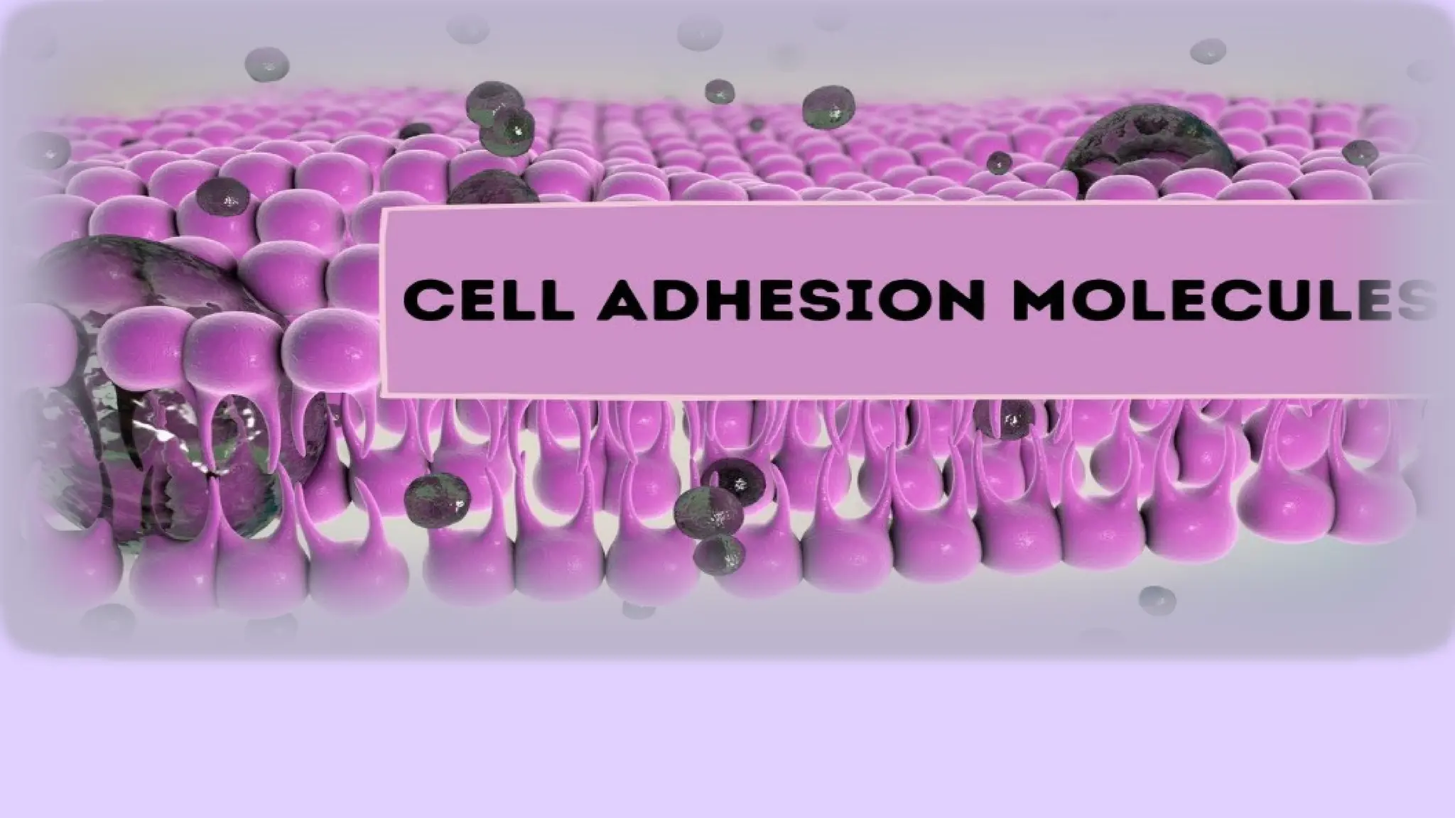 CELL ADHESION MOLECULES.pptx............ | PPTX