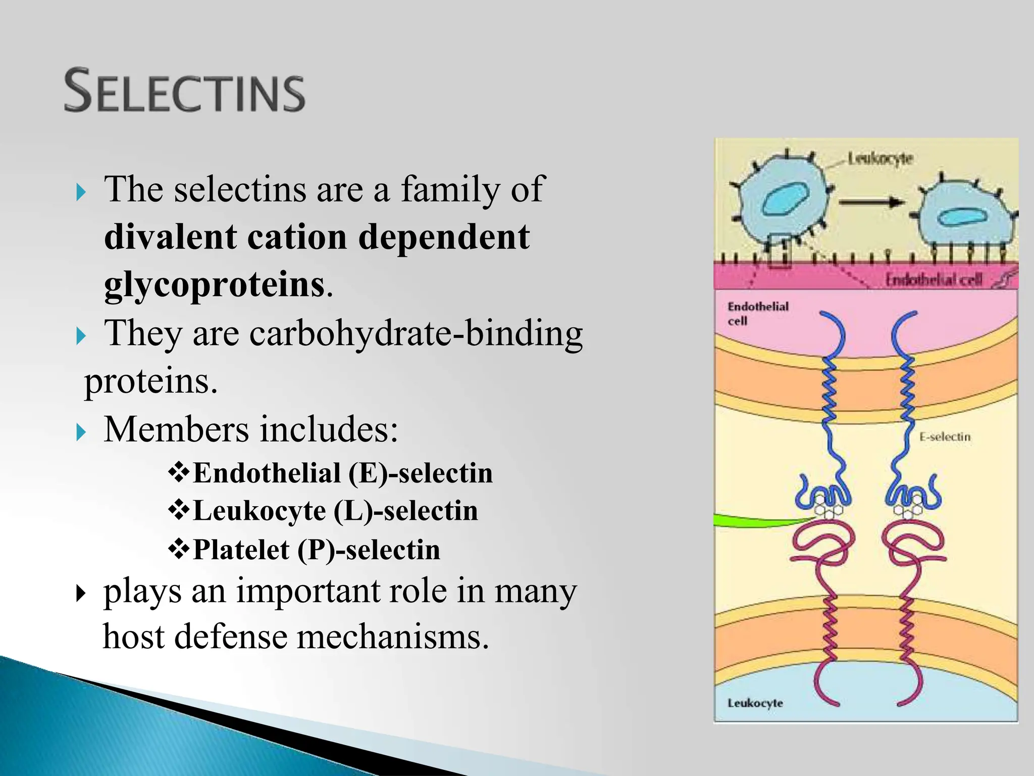 cell adhesion molecules role in inflammation | PPTX