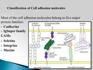 cell adhesion molecules role in inflammation | PPTX