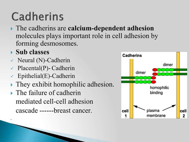 cell adhesion molecules role in inflammation | PPTX