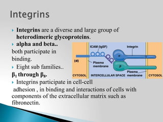 cell adhesion molecules role in inflammation | PPTX