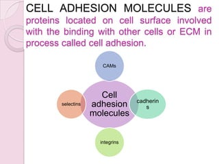 Cell adhesion molecules and matrix proteins | PPTX