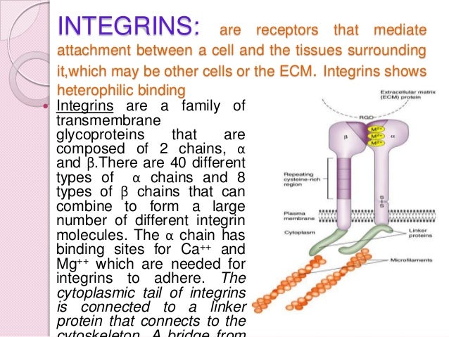 Cell Adhesion Molecules And Matrix Proteins