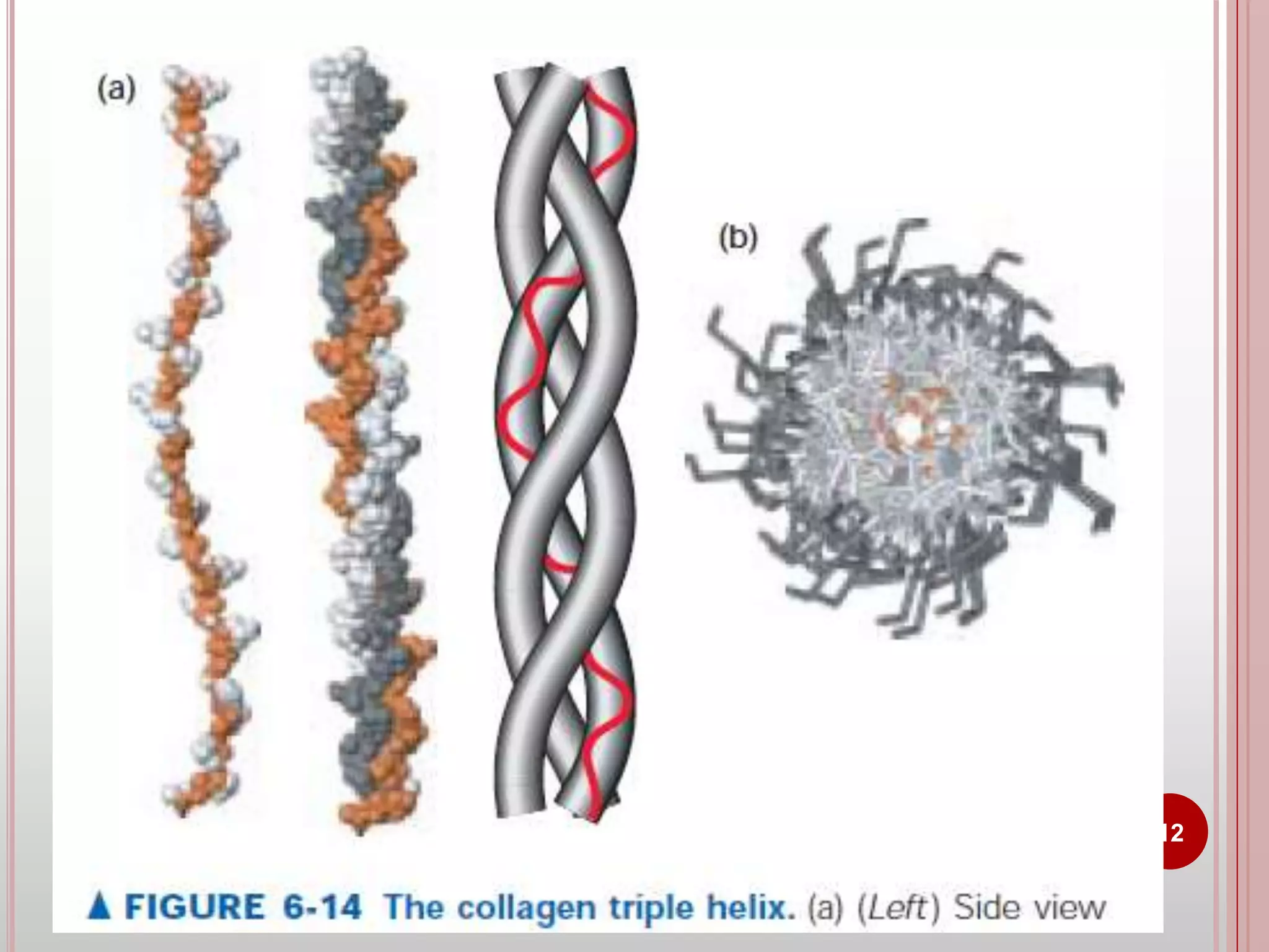 Cell adhesion molecules and mechanisms of cell adhesion | PPTX