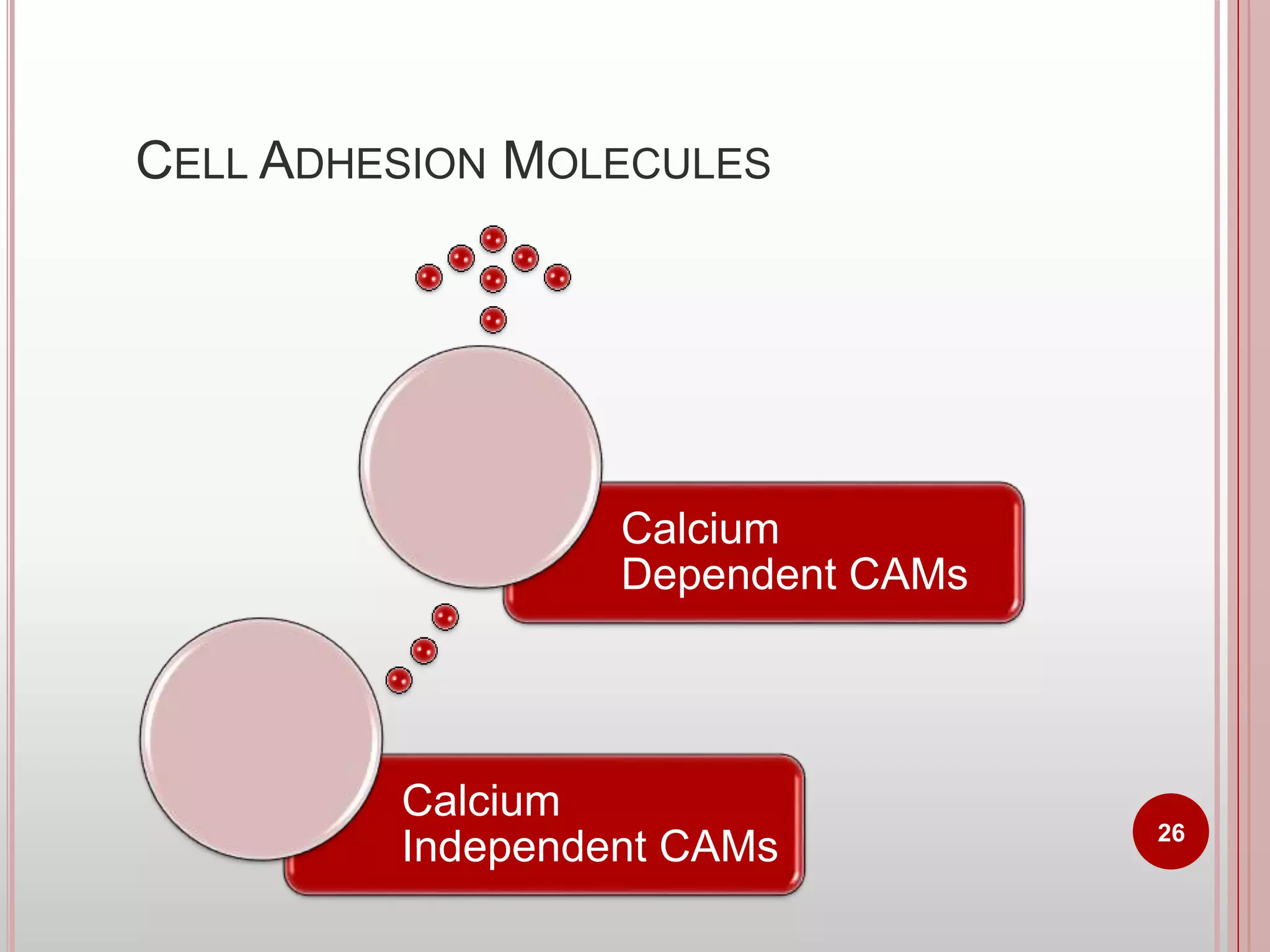 Cell adhesion molecules and mechanisms of cell adhesion | PPTX ...