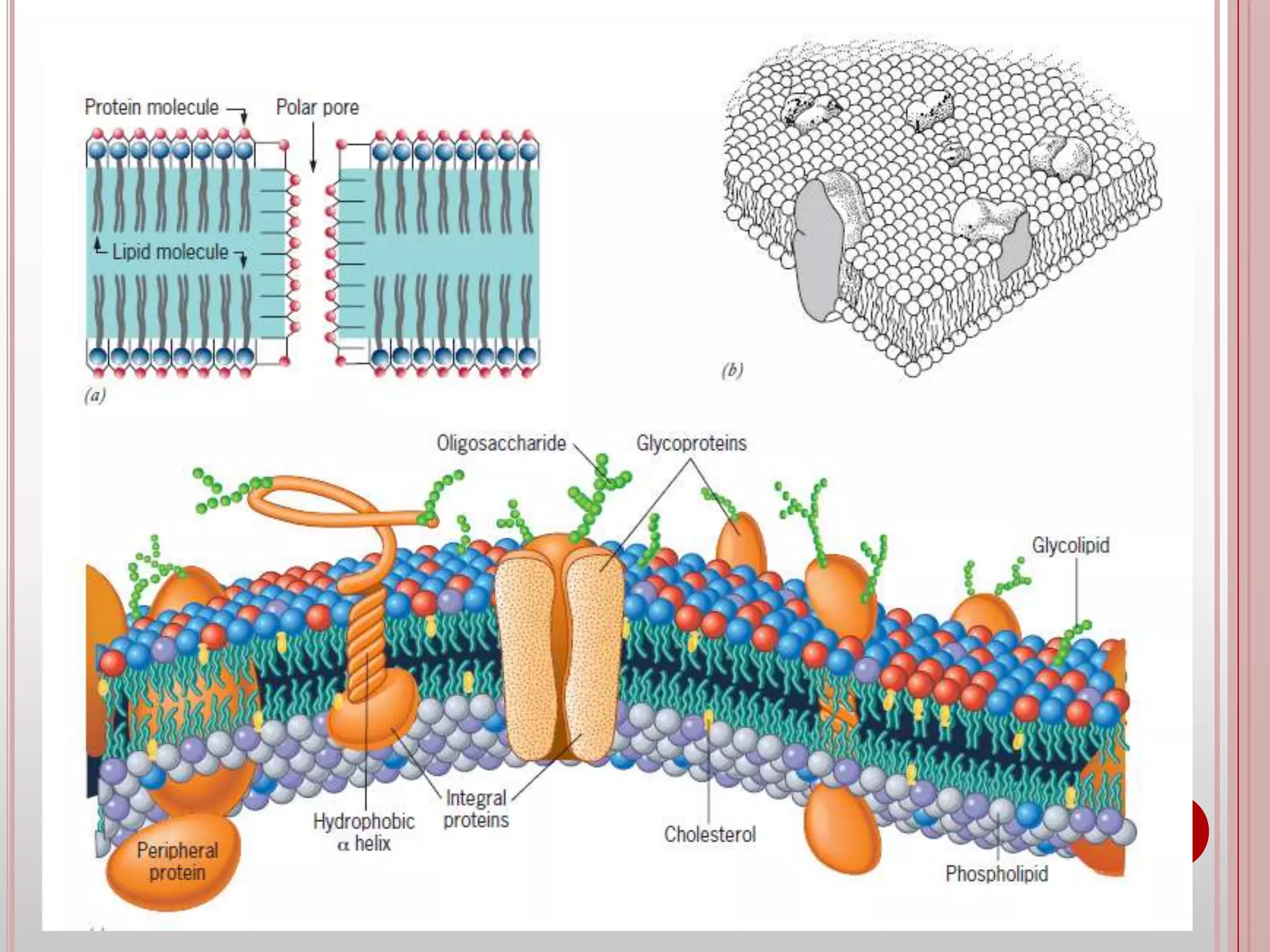 Cell adhesion molecules and mechanisms of cell adhesion | PPTX