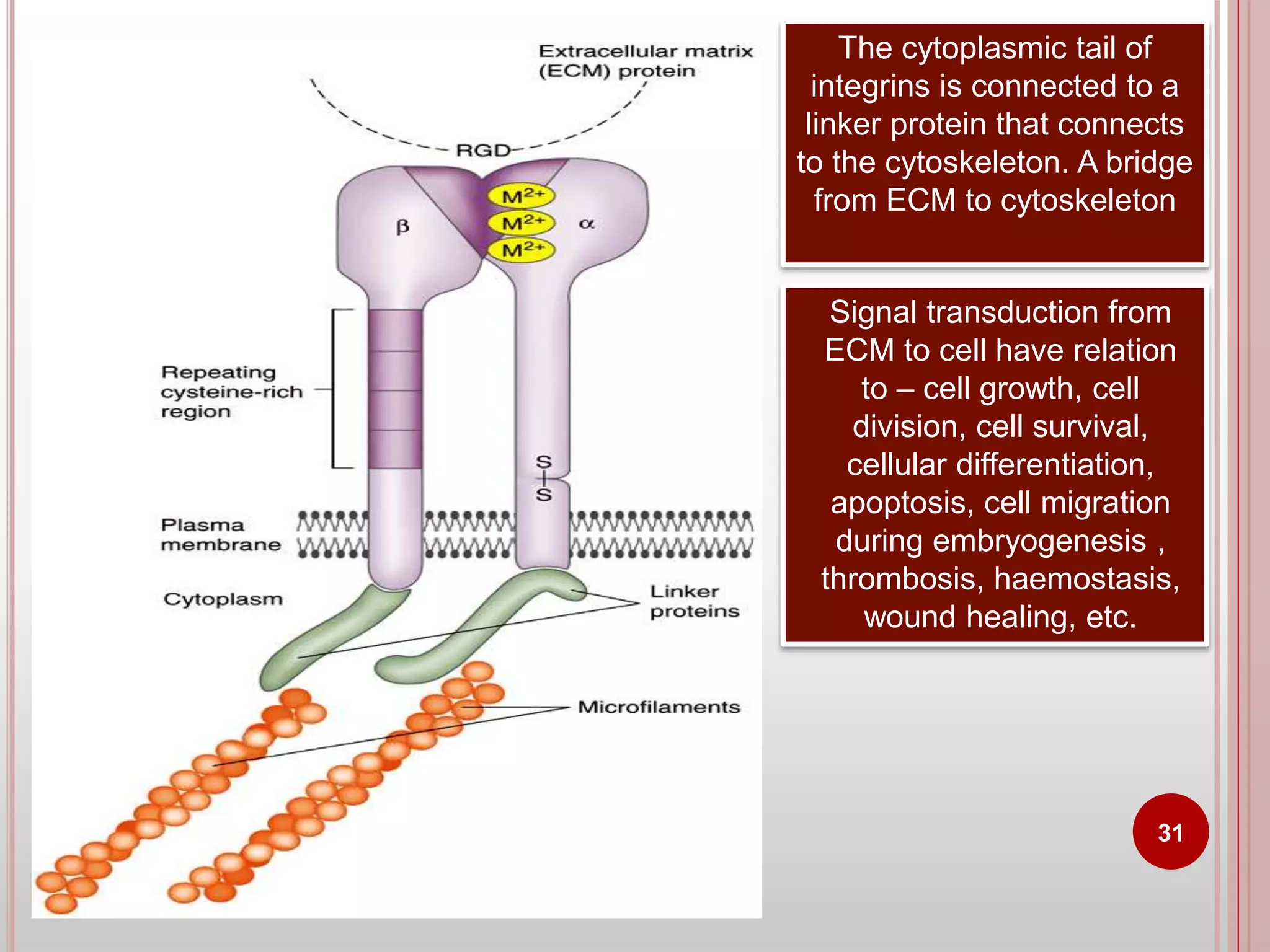Cell adhesion molecules and mechanisms of cell adhesion | PPTX