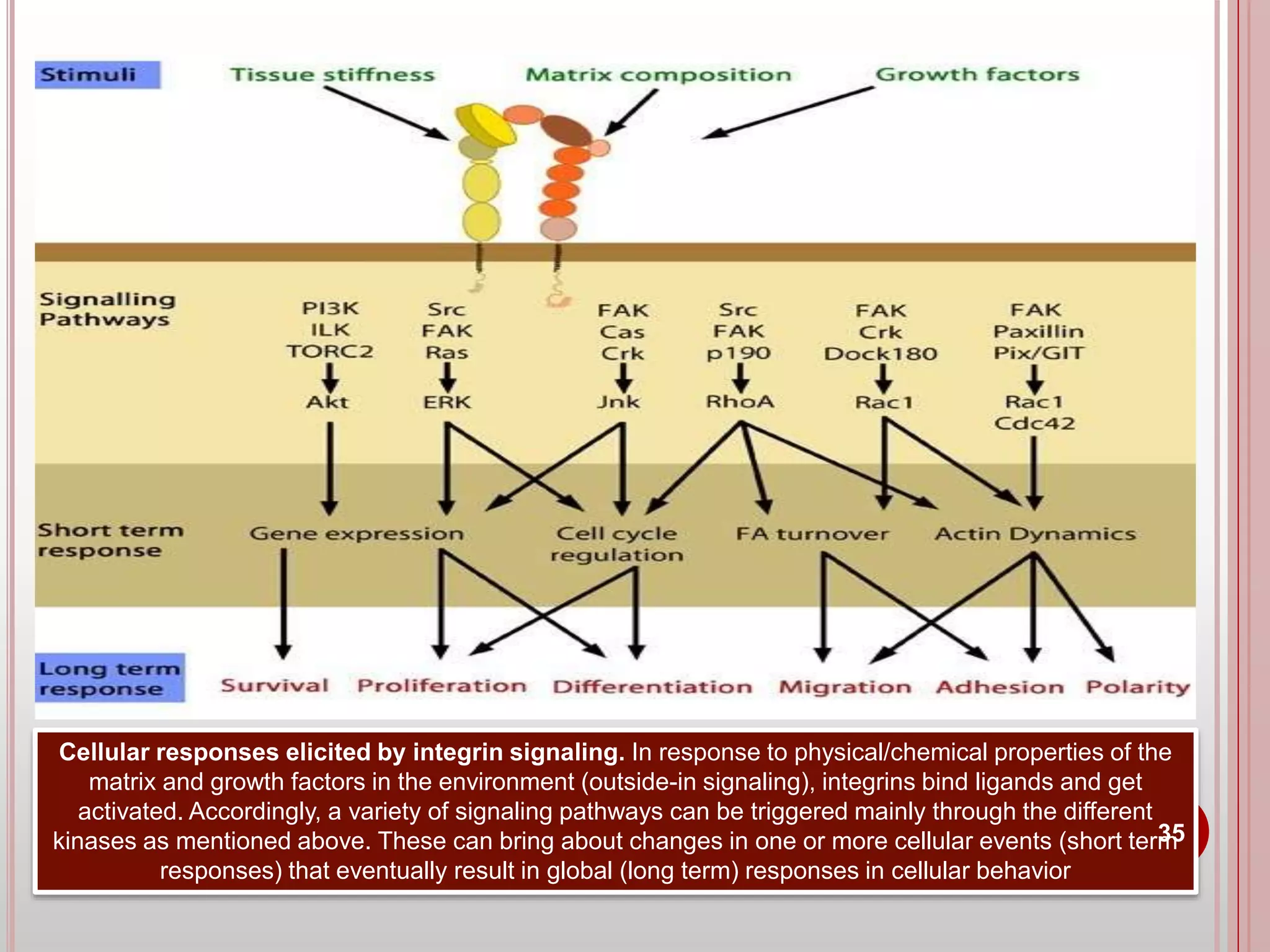 Cell adhesion molecules and mechanisms of cell adhesion | PPTX