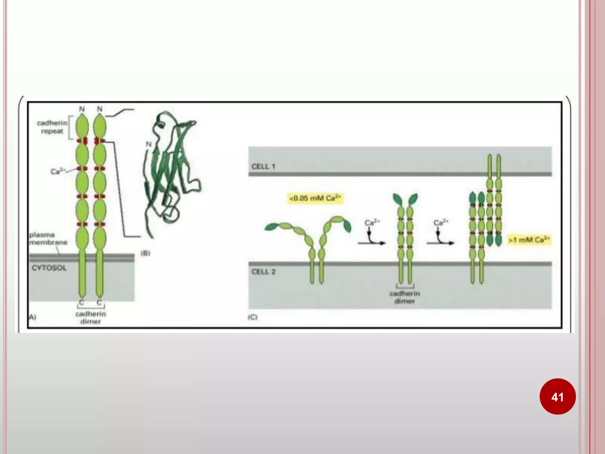 Cell adhesion molecules and mechanisms of cell adhesion | PPTX