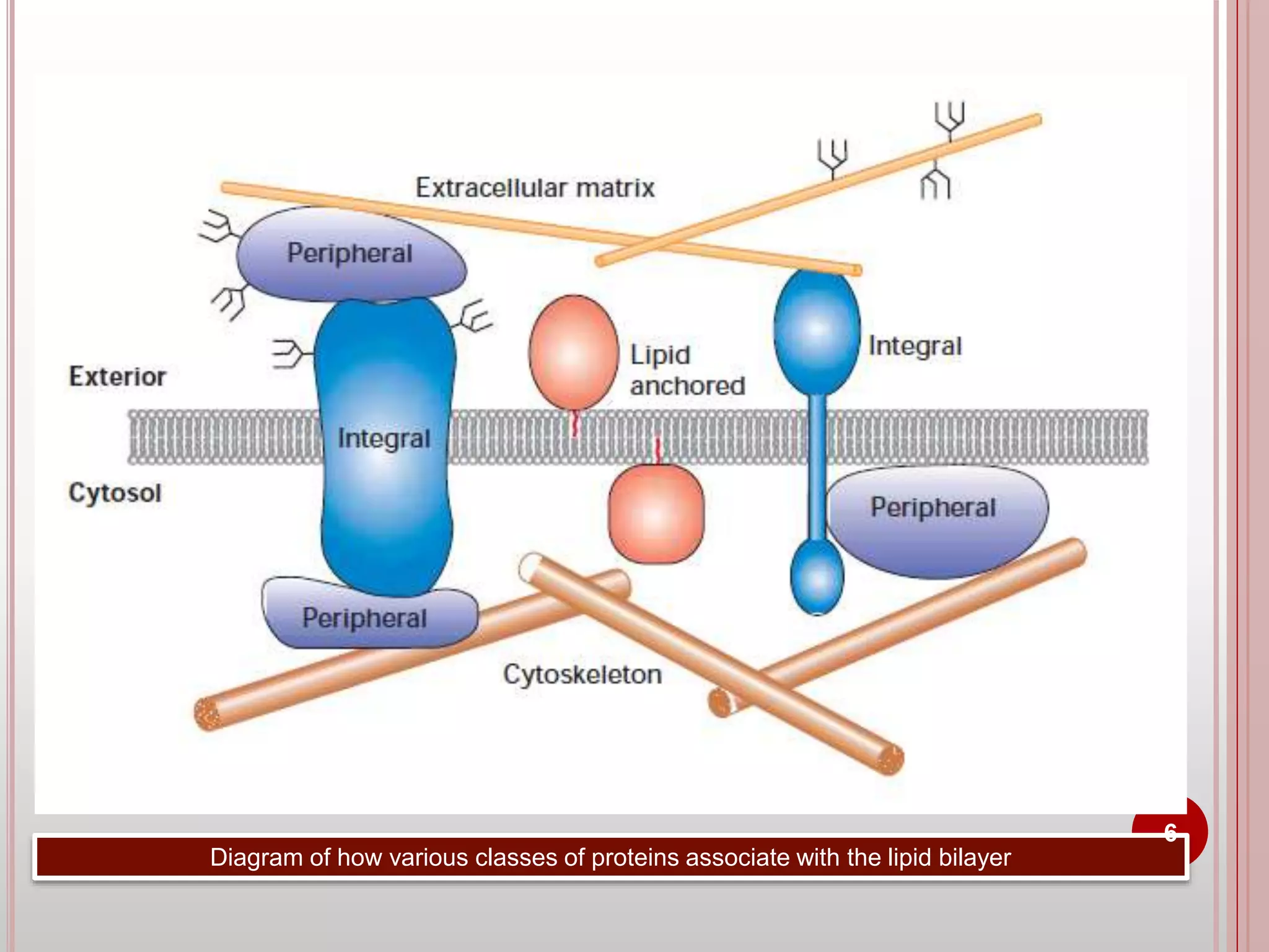 Cell adhesion molecules and mechanisms of cell adhesion | PPTX