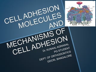 Cell adhesion molecules and mechanisms of cell adhesion | PPTX