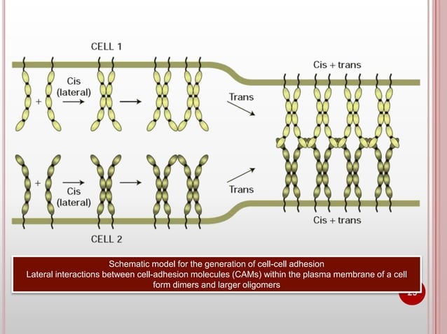 Cell adhesion molecules and mechanisms of cell adhesion | PPTX ...