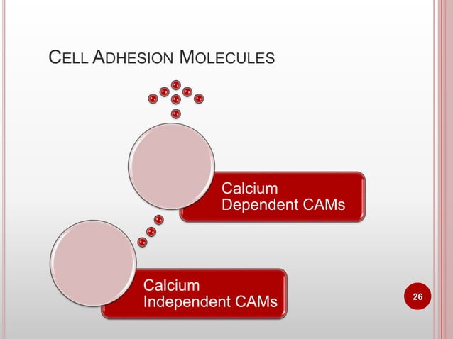 Cell adhesion molecules and mechanisms of cell adhesion | PPTX | Biological Sciences | Science