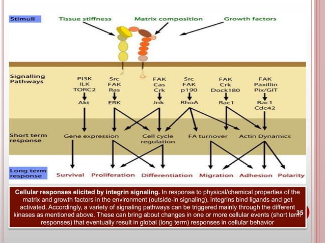 Cell adhesion molecules and mechanisms of cell adhesion | PPTX ...