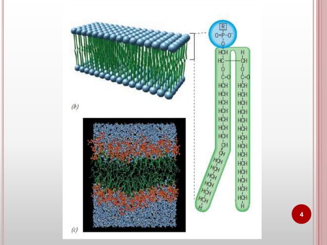 Cell adhesion molecules and mechanisms of cell adhesion | PPTX ...