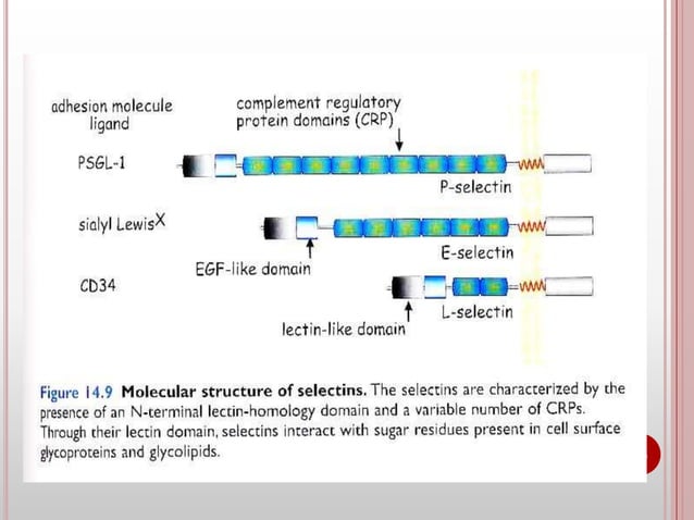 Cell adhesion molecules and mechanisms of cell adhesion | PPTX ...