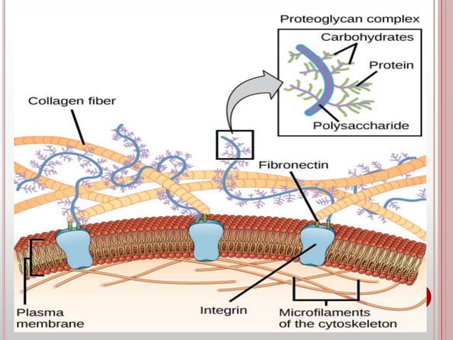 Cell adhesion molecules and mechanisms of cell adhesion | PPTX ...