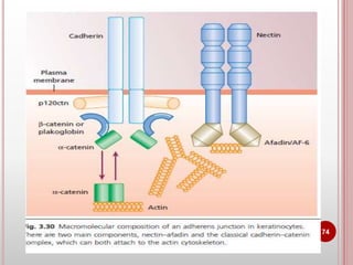 Cell adhesion molecules and mechanisms of cell adhesion | PPTX