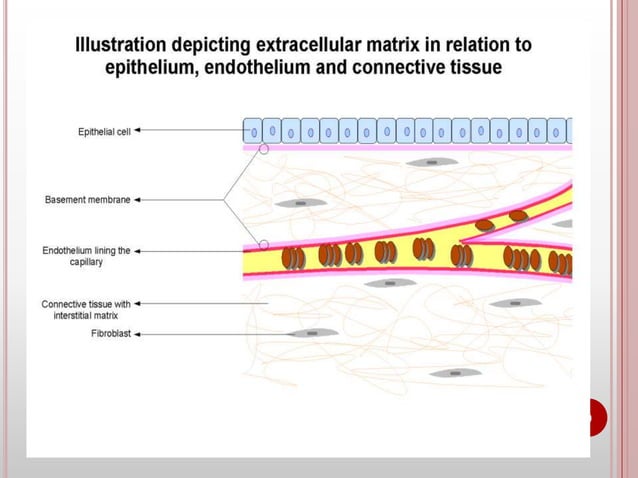 Cell adhesion molecules and mechanisms of cell adhesion | PPTX ...