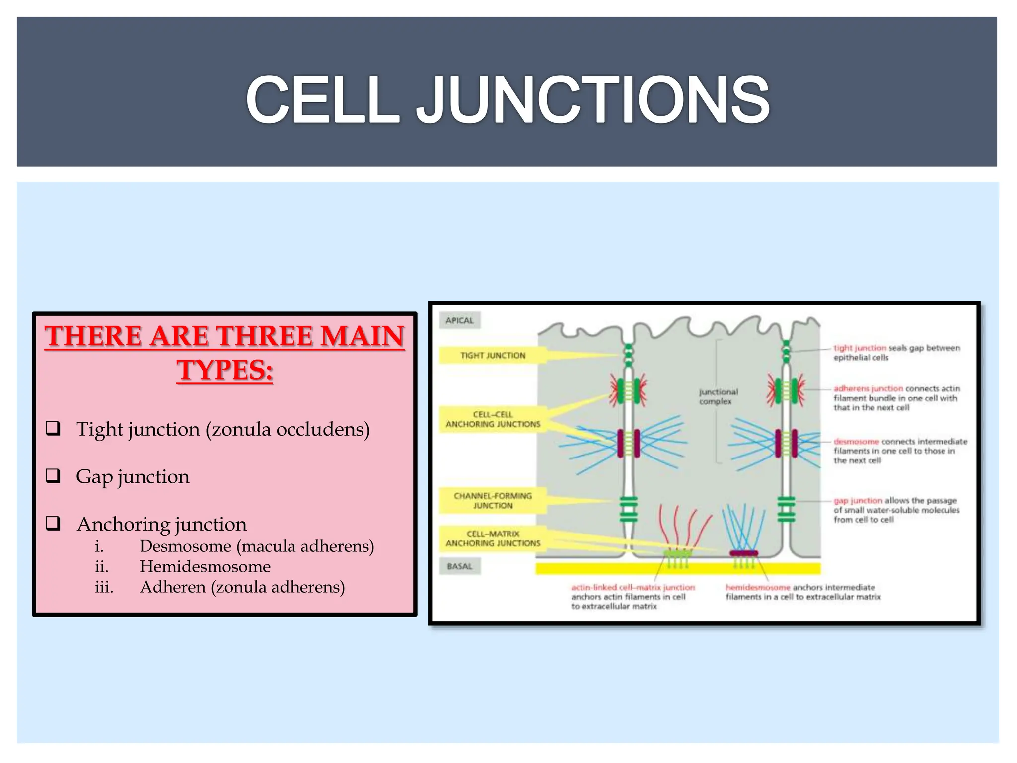 CELL ADHESIONS BSc Botany Education #bsc #botany #cell | PPTX