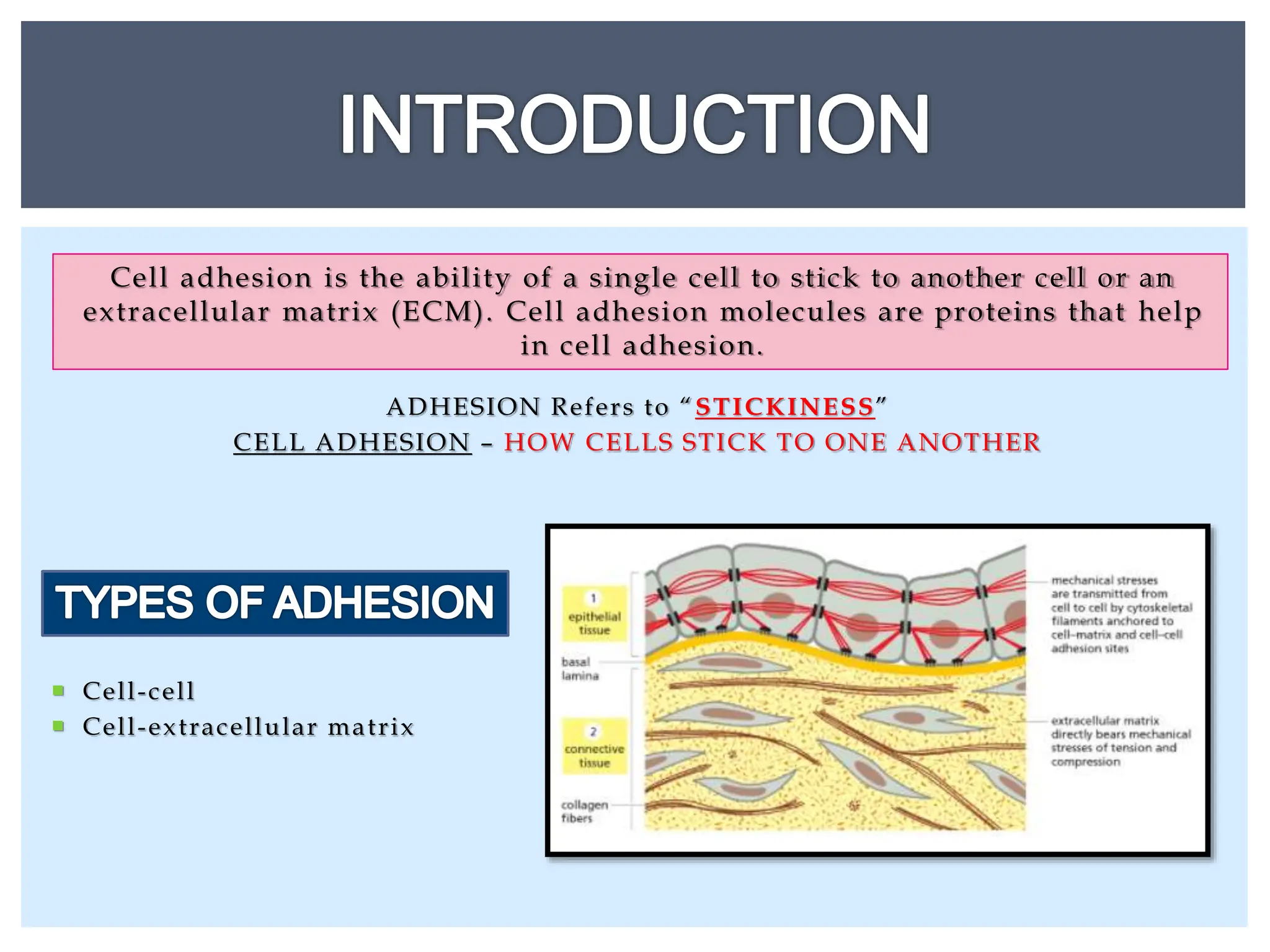 CELL ADHESIONS BSc Botany Education #bsc #botany #cell | PPTX