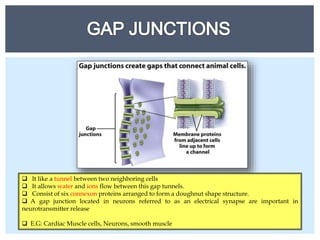 CELL ADHESIONS BSc Botany Education #bsc #botany #cell | PPTX
