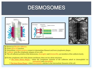 CELL ADHESIONS BSc Botany Education #bsc #botany #cell | PPTX