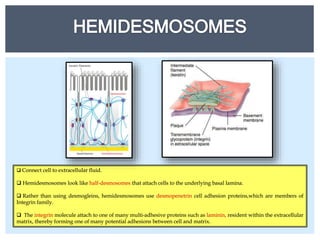 CELL ADHESIONS BSc Botany Education #bsc #botany #cell | PPTX