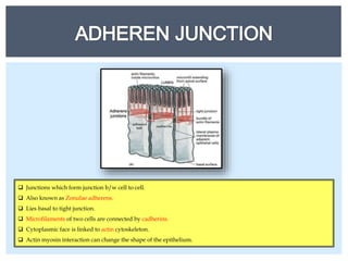 CELL ADHESIONS BSc Botany Education #bsc #botany #cell | PPTX