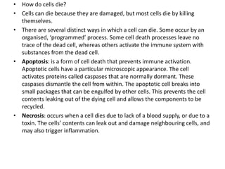 Cell ageing ty | PPT