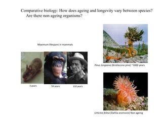 Cell ageing ty | PPT